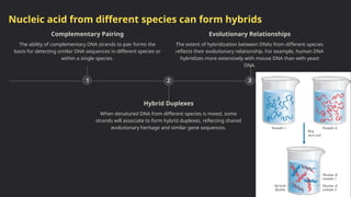 Nucleic-Acid-Denaturation Renaturation Hybrid.pptx