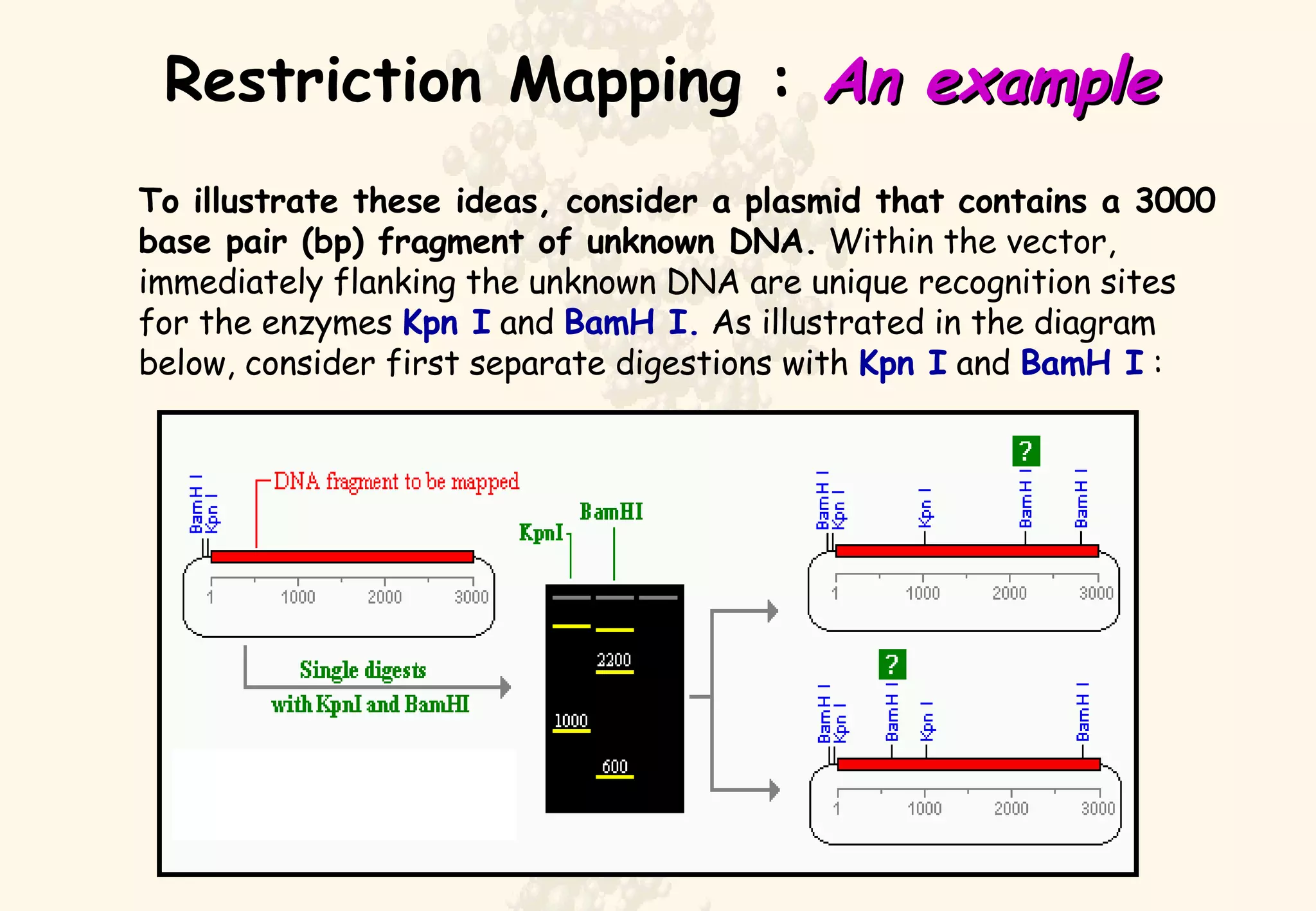 Nucleic Acid Hybridisation & Gene Mapping | PPT