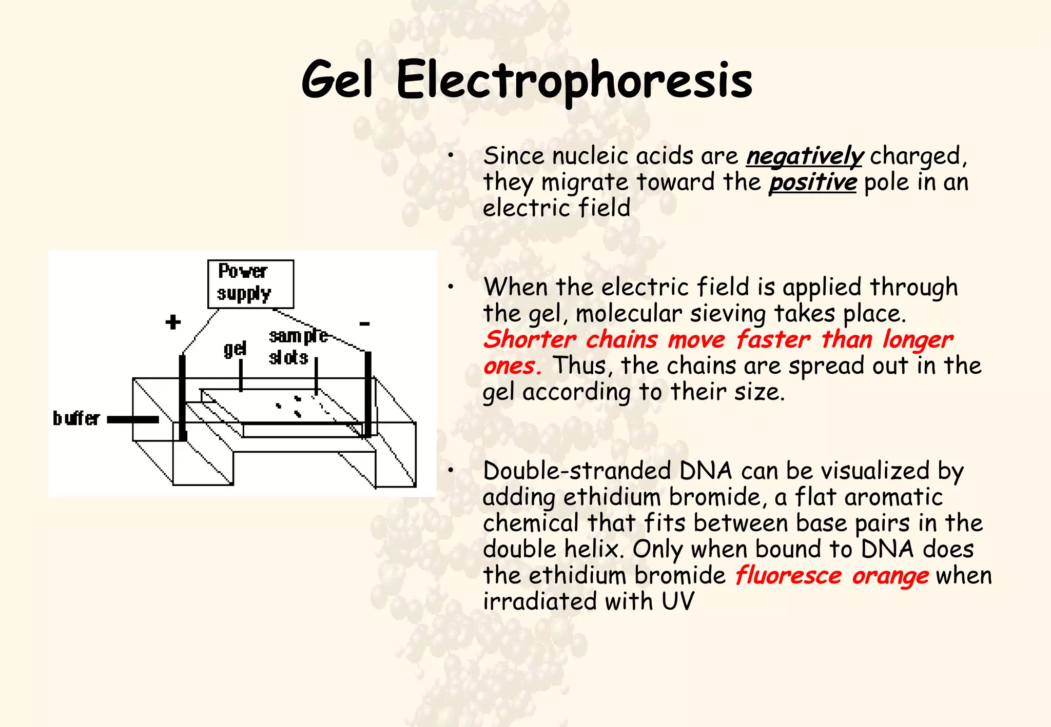 Nucleic Acid Hybridisation & Gene Mapping | PPT
