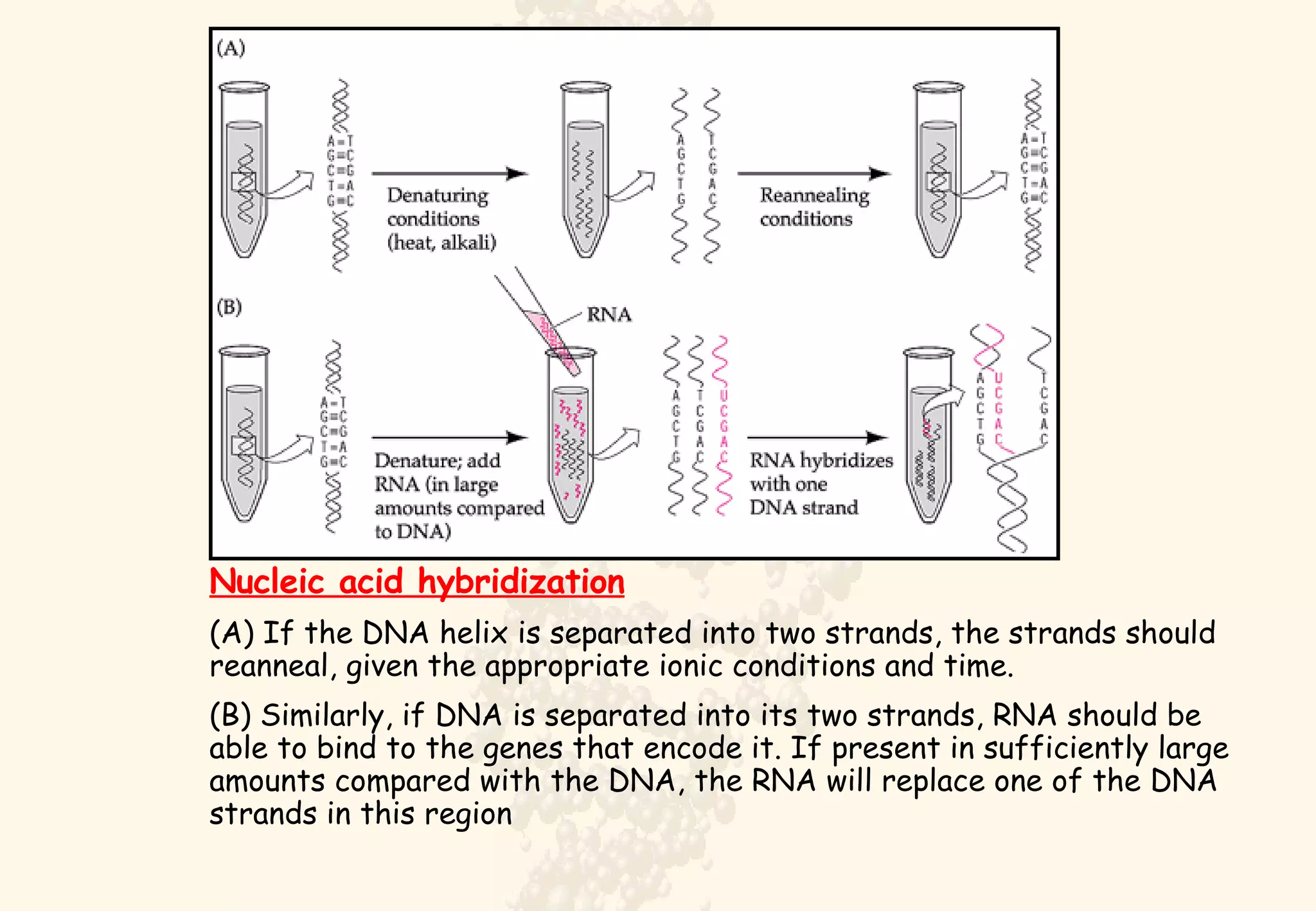 Nucleic Acid Hybridisation & Gene Mapping | PPT