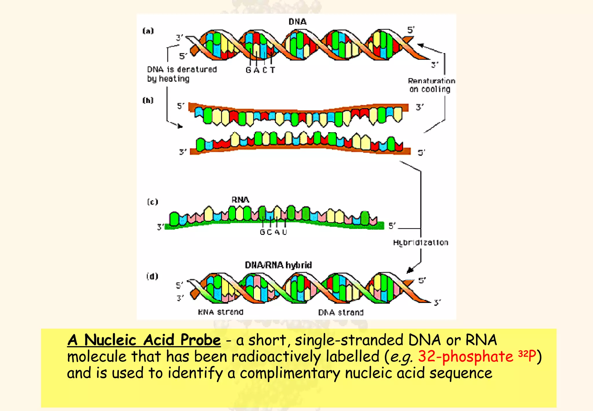 Nucleic Acid Hybridisation & Gene Mapping | PPT