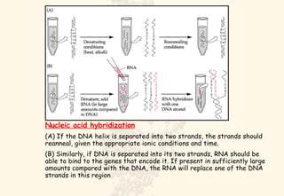 Nucleic Acid Hybridisation & Gene Mapping | PPT