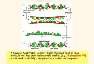 Nucleic Acid Hybridisation & Gene Mapping | PPT
