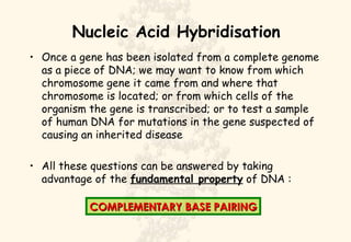 Nucleic Acid Hybridization Animation