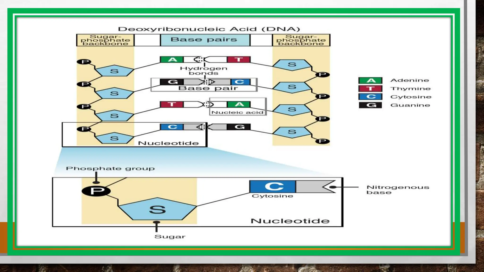 NUCLEIC - ACIDS - (biomolecules 10).pptx