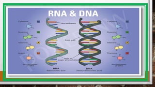 NUCLEIC - ACIDS - (biomolecules 10).pptx