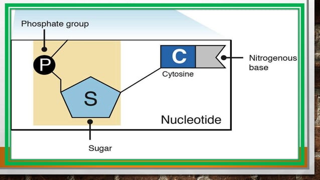 NUCLEIC - ACIDS - (biomolecules 10).pptx