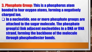 NUCLEIC - ACIDS - (biomolecules 10).pptx