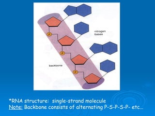 Nucleic Acids | PPT