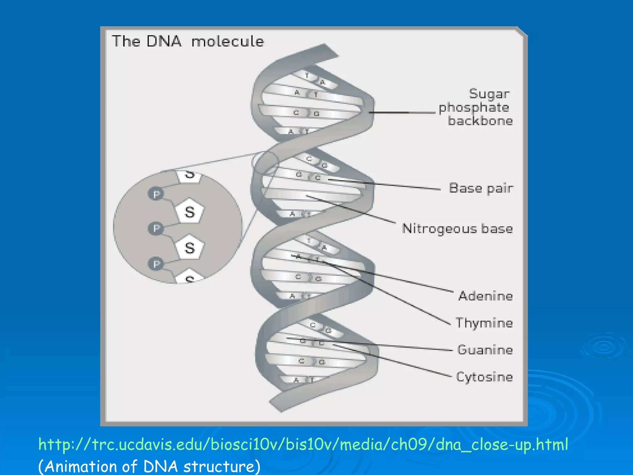 Nucleic Acids | PPT