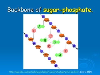 Nucleic Acids | PPT
