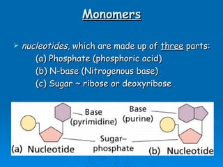 Monomer Of Nucleic Acids