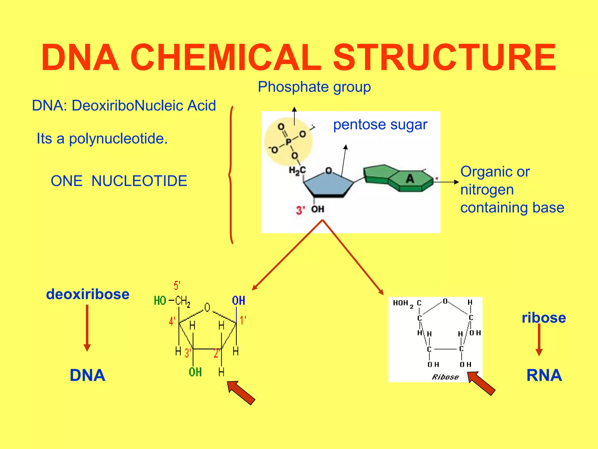Nucleic Acids | PPT