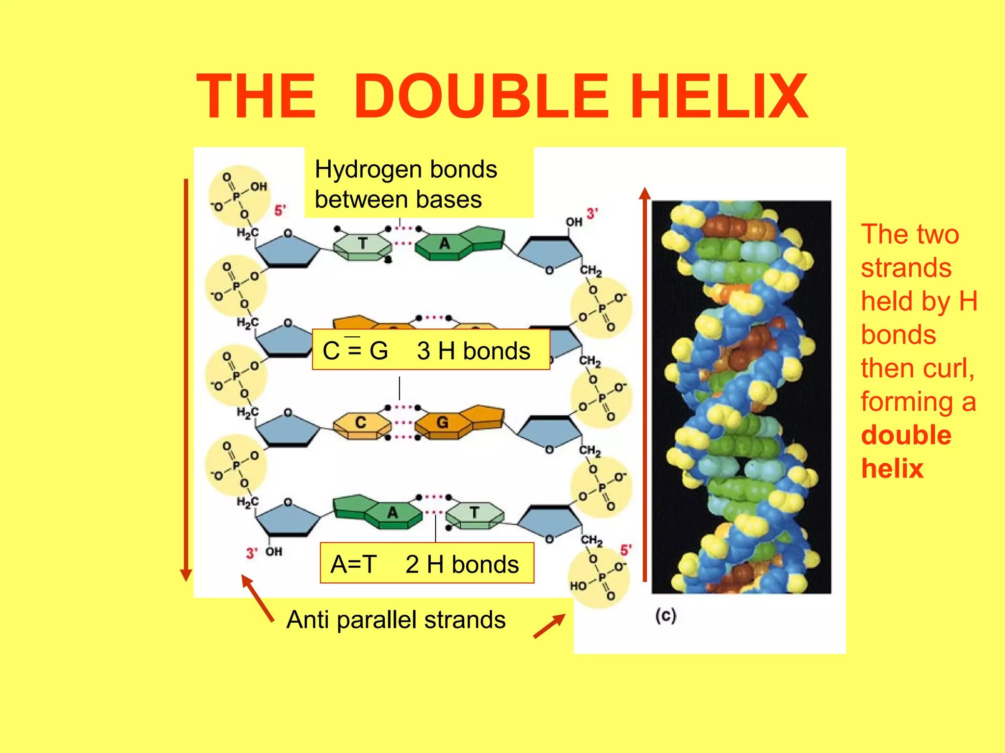 Nucleic Acids | PPT