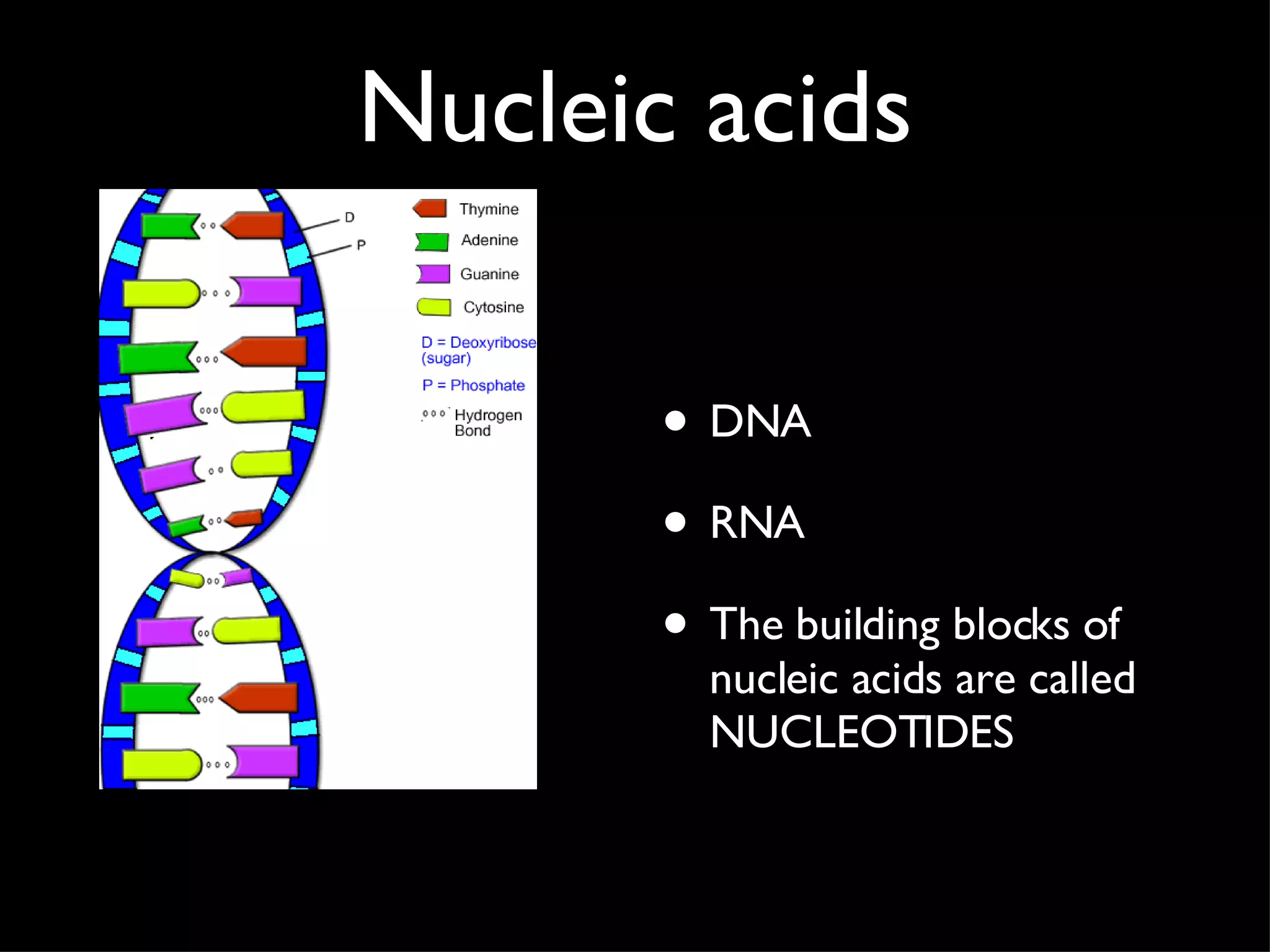 Nucleic Acids | PPT