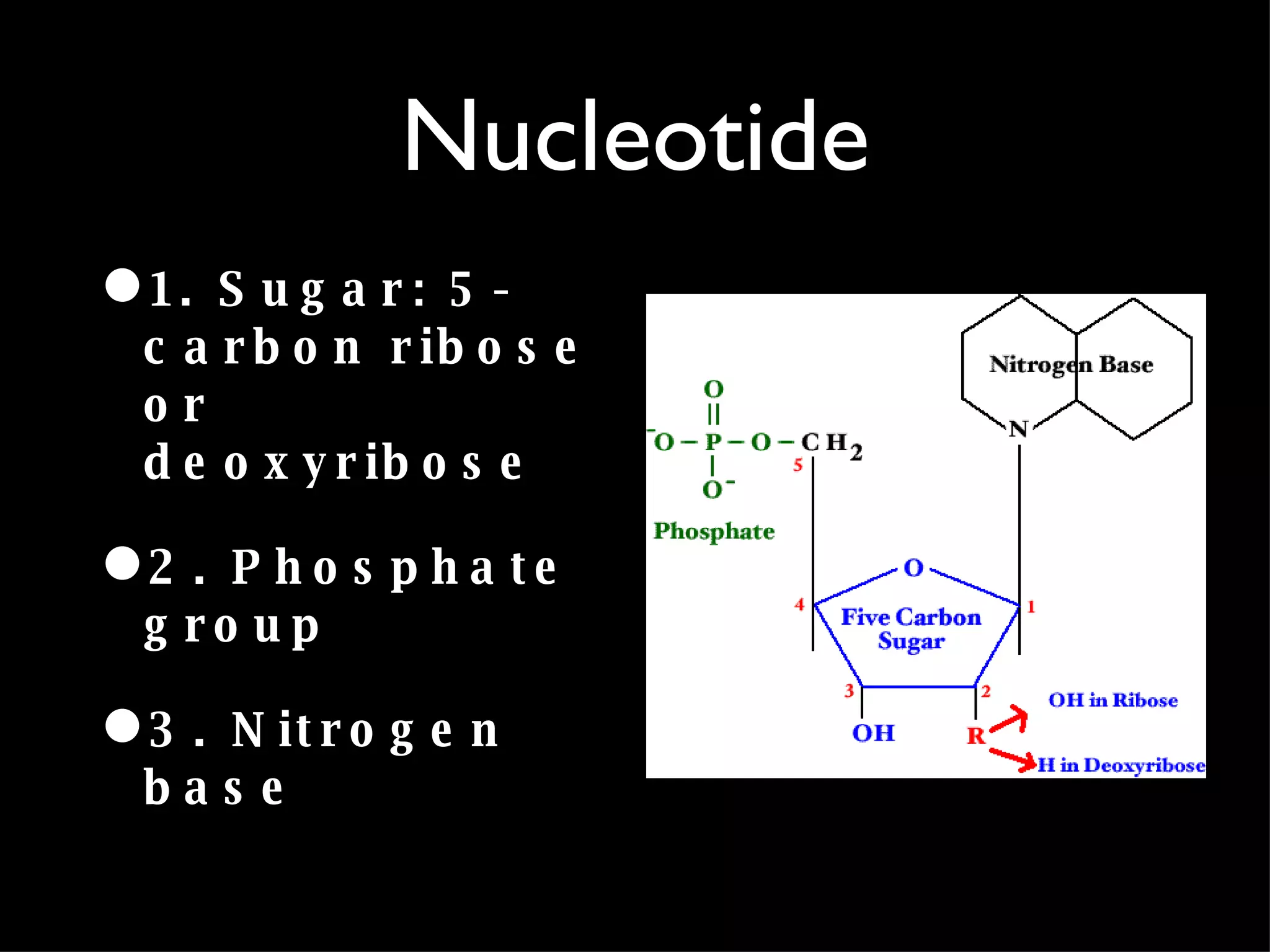 Nucleic Acids | PPT