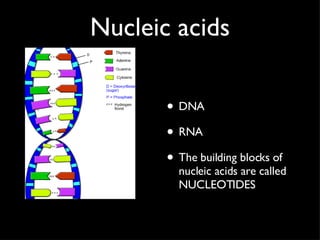 Nucleic Acids | PPT
