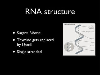 Nucleic Acids | PPT