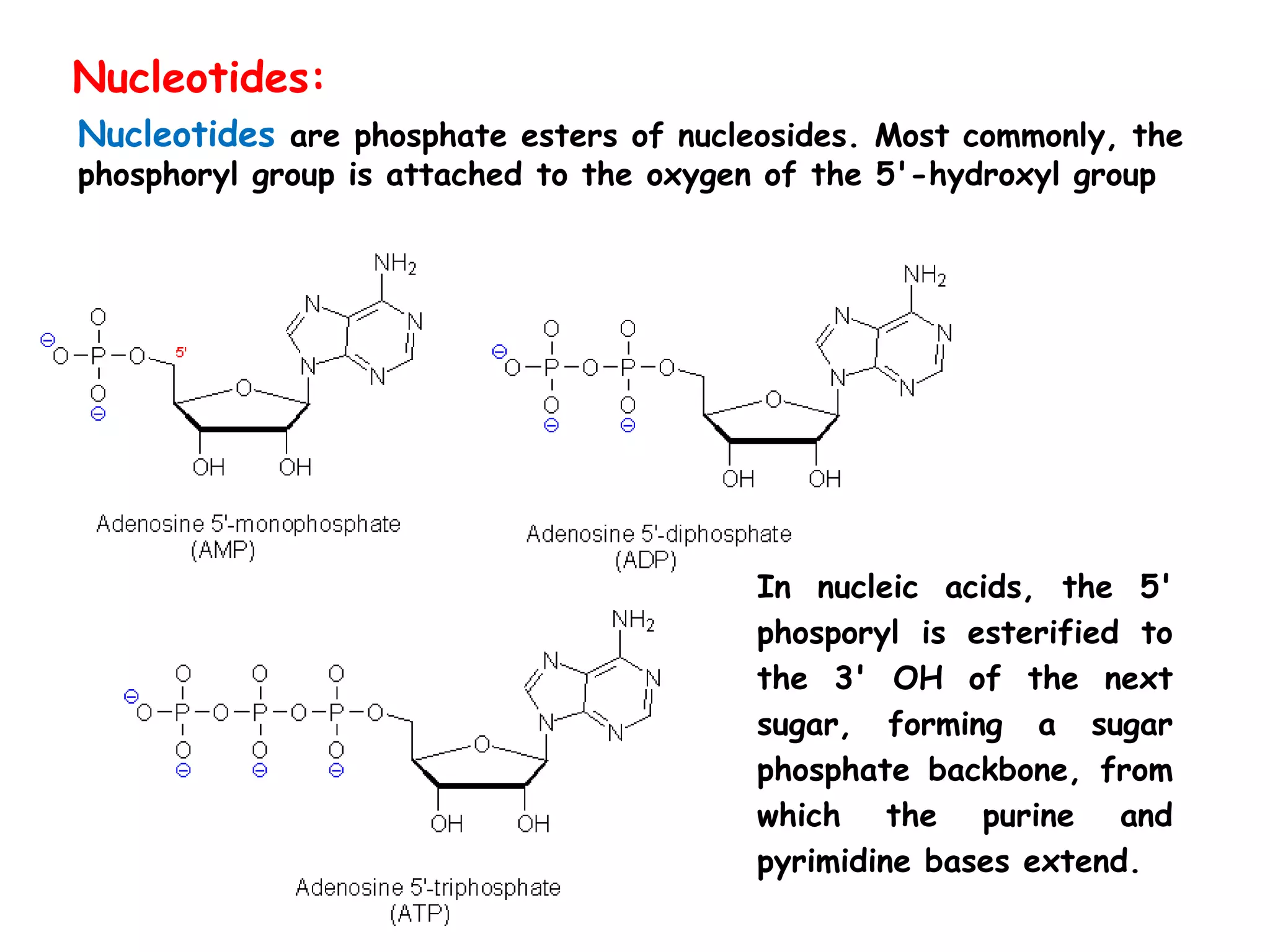 Nucleic acids | PPT | Biological Sciences | Science