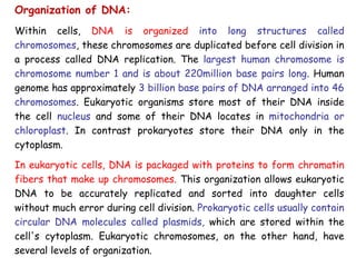Nucleic acids | PPT | Biological Sciences | Science