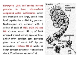 Nucleic acids | PPT | Biological Sciences | Science