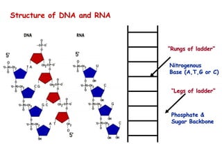 Nucleic acids | PPT | Biological Sciences | Science