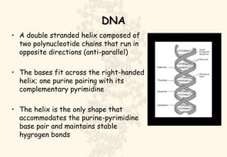 Nucleic Acids | PPT