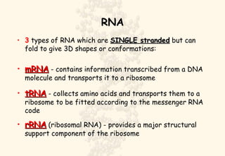 Nucleic Acids | PPT