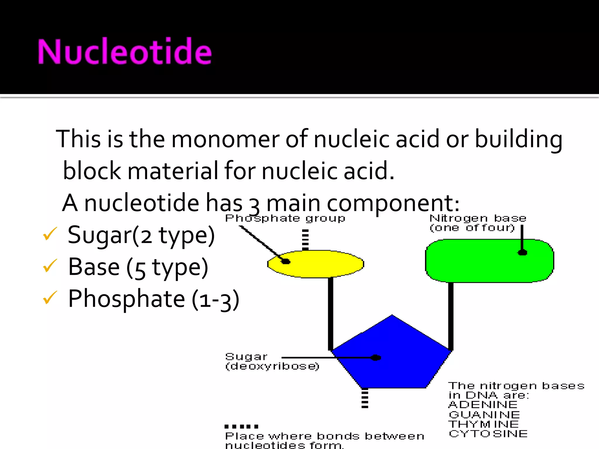 Nucleic acid | PPTX