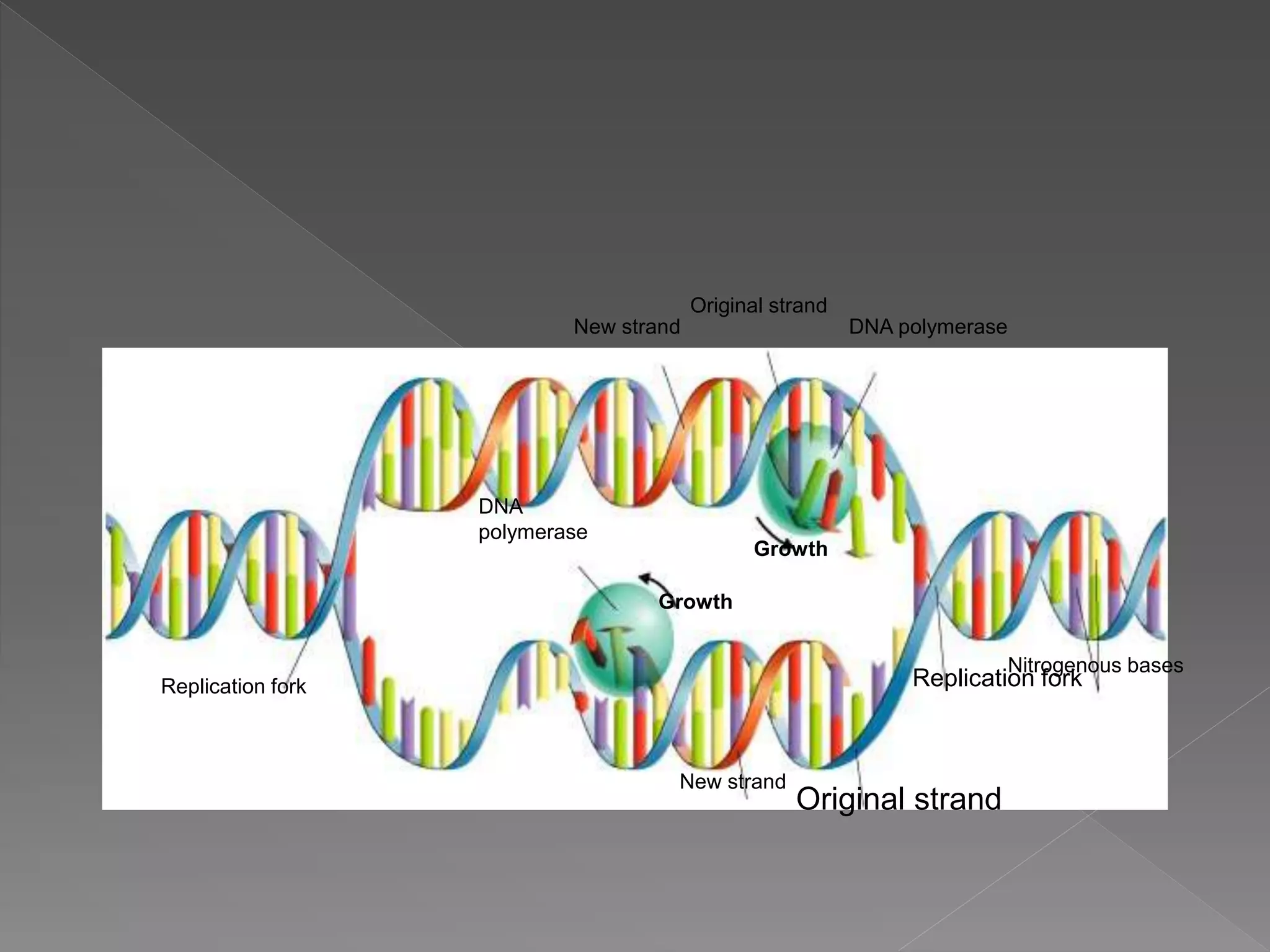 Nucleic acid..biochem | PPTX
