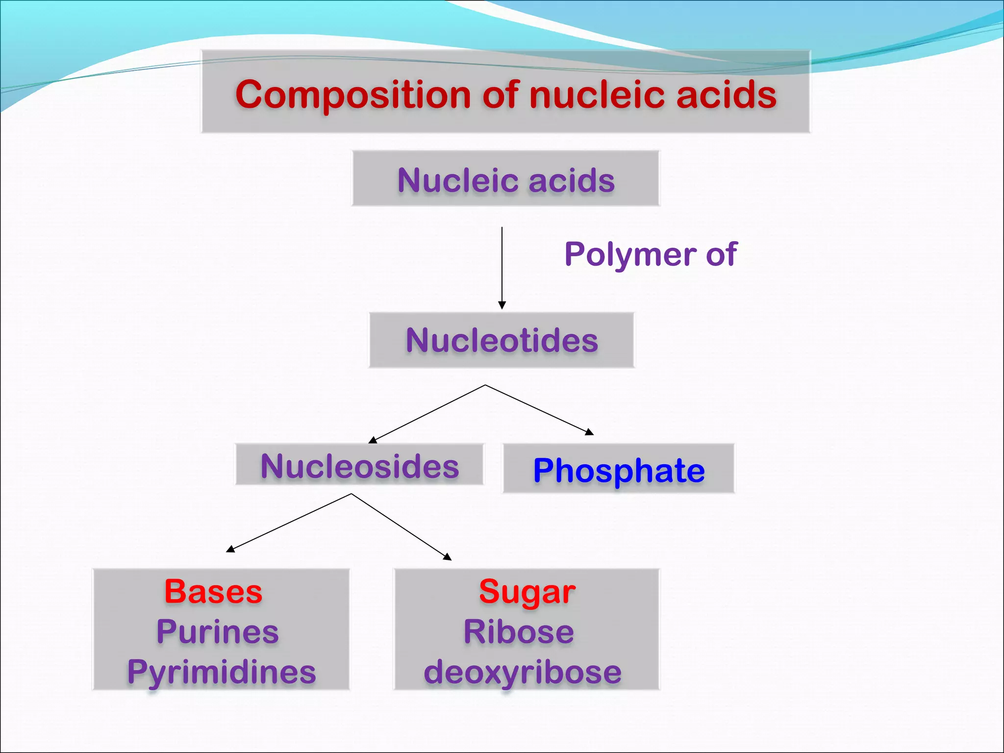 Nucleic acid | PPT