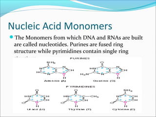 Nucleic acid | PPT