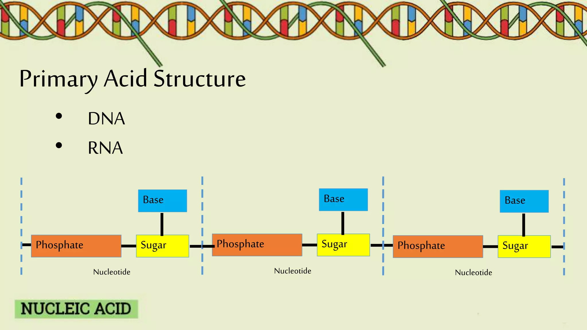 Nucleic acid | PPT