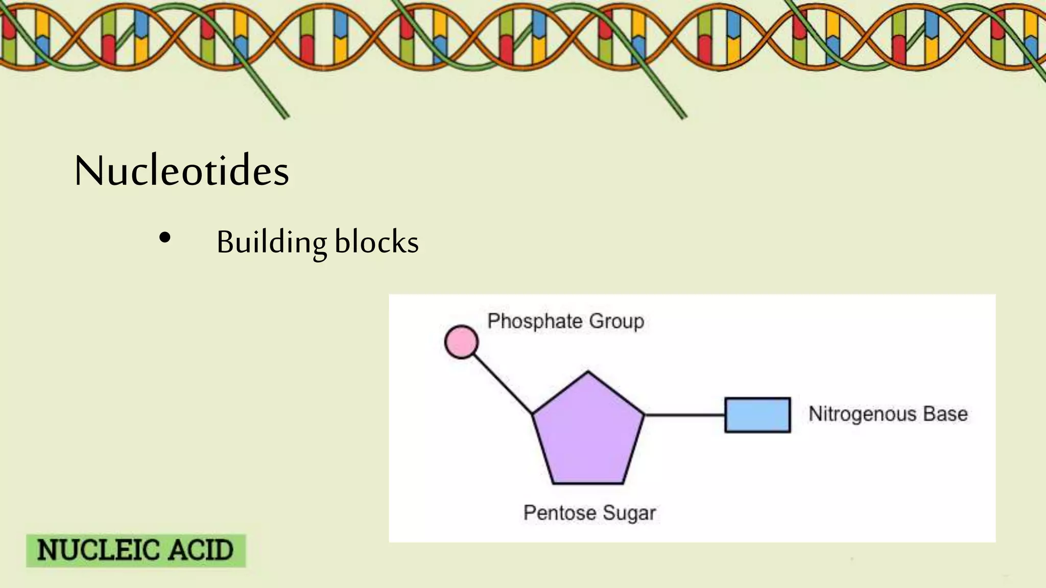 Nucleic acid | PPT