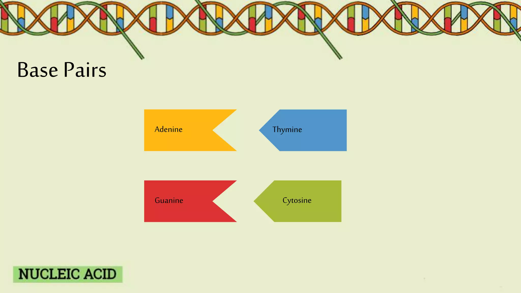Nucleic acid | PPT