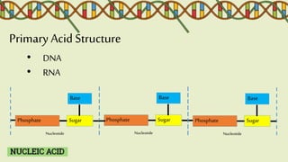Nucleic acid | PPT
