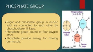 Nucleic acid | PPT