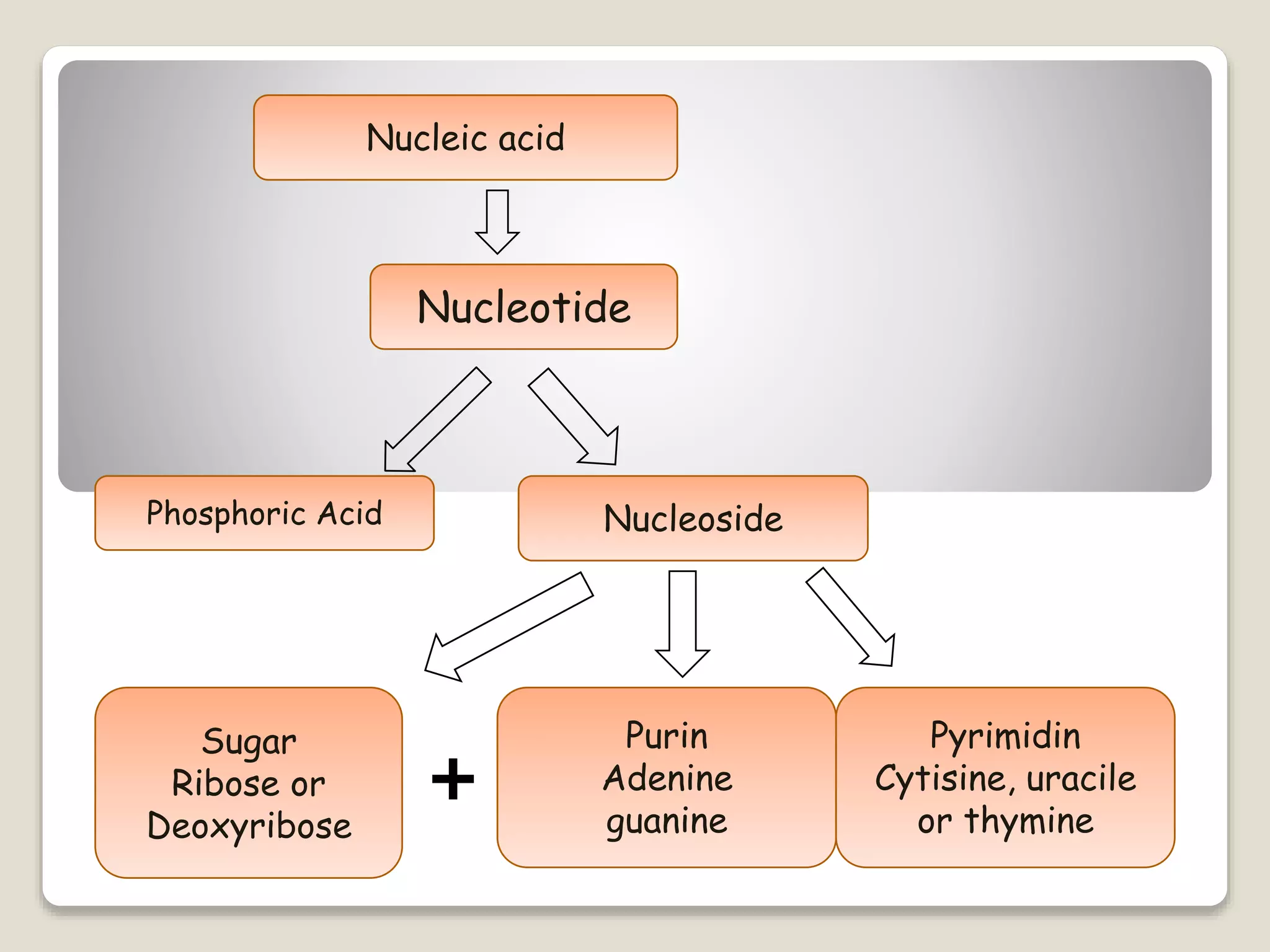 Nucleic acid and its simple structure | PPTX