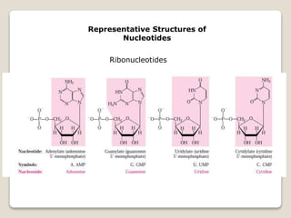 Nucleic acid and its simple structure | PPTX