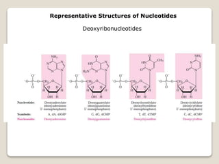 Nucleic acid and its simple structure | PPTX
