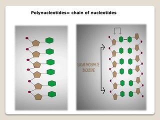 Nucleic acid and its simple structure | PPTX