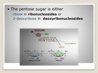 Nucleic acid and its simple structure | PPTX