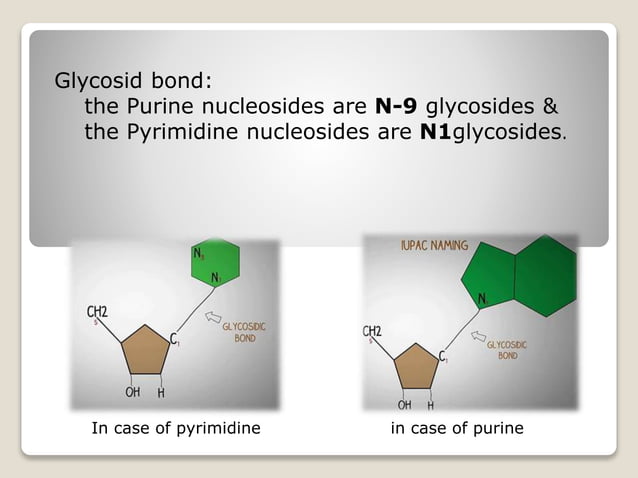 Nucleic acid and its simple structure | PPT