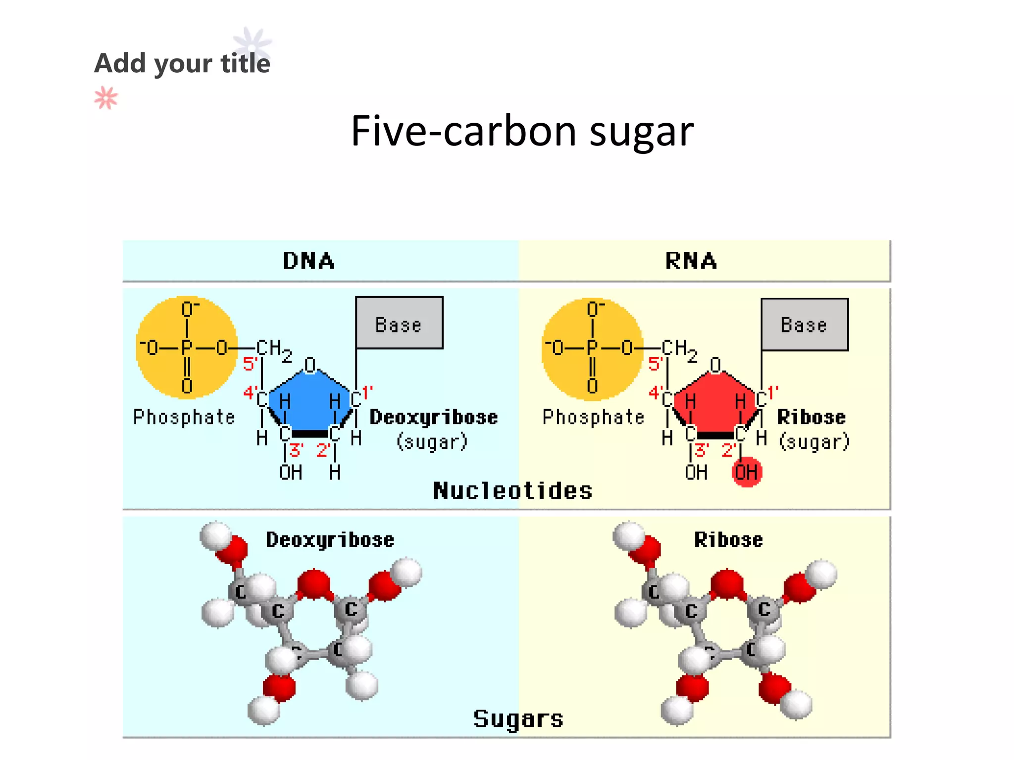 Nucleic acid | PPT