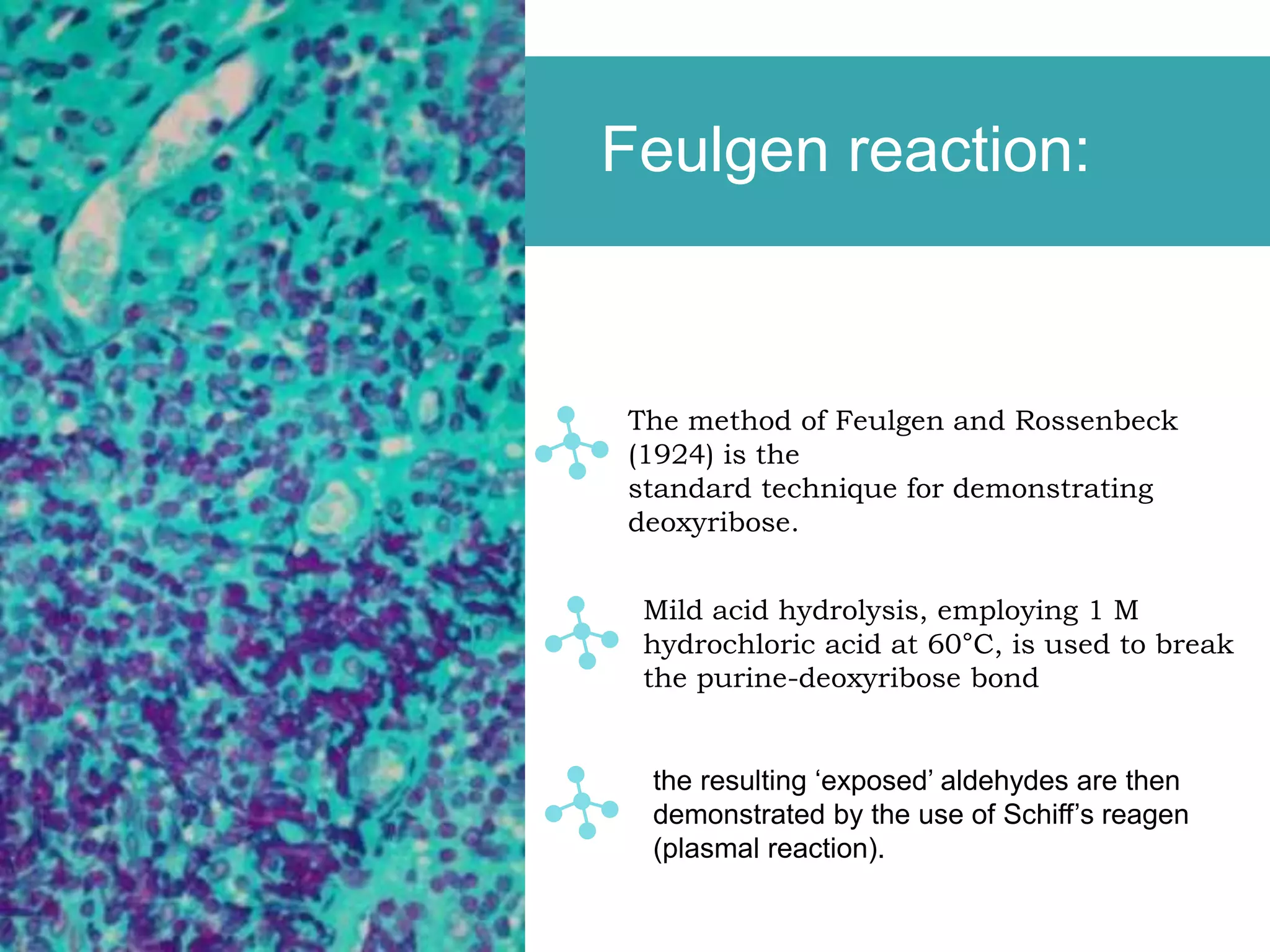 Nucleic acids (DNA+RNA) demonstration in histopathology | PPTX