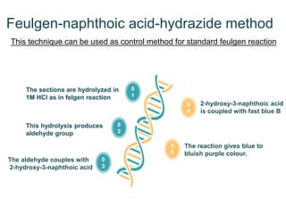 Nucleic acids (DNA+RNA) demonstration in histopathology | PPTX