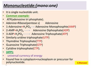 Nucleic acid | PPTX