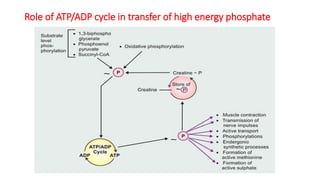 Nucleic acid.pptx