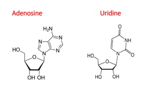 Nucleic acid.pptx