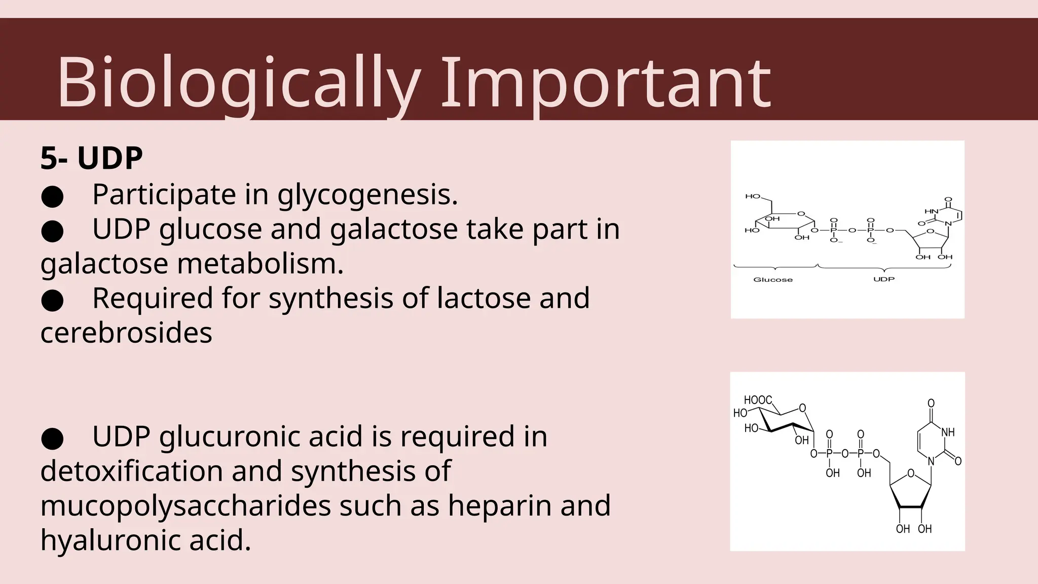 Nucleic Acid , its chemistry, functions and pharmaceutical importance.pptx